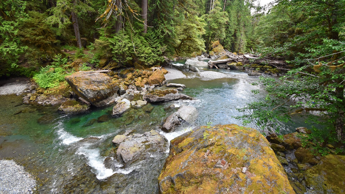Staircase Rapids Loop Hike in Olympic National Park