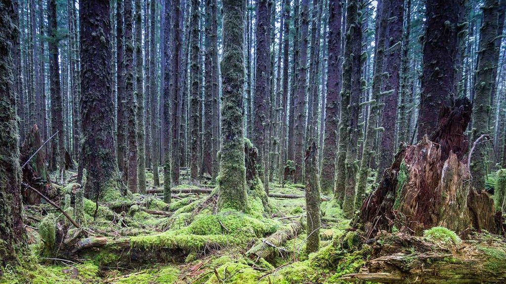 4 Rainforests of Olympic National Park near Seattle, Washington