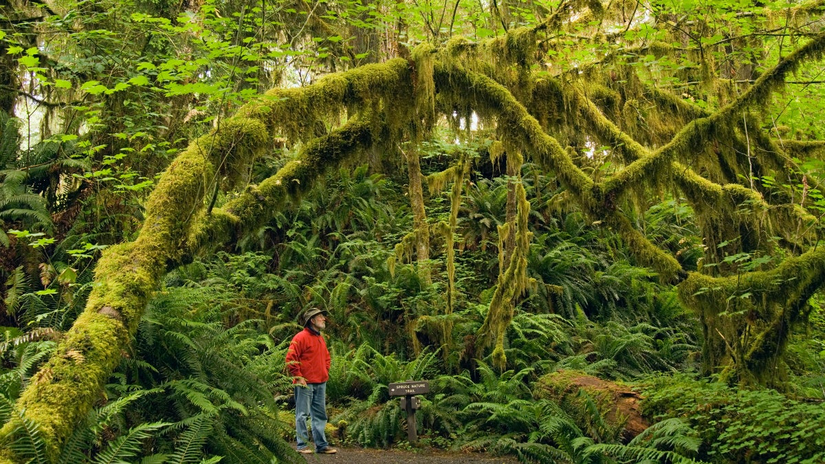 Hoh rainforest hikes, Hoh Rainforest Olympic National Park