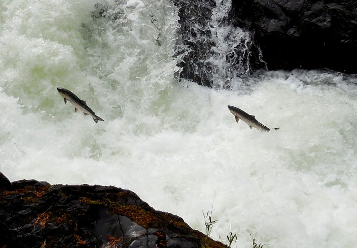 Learn About Olympic Peninsula Salmon Habitat at a Tour or Overlook